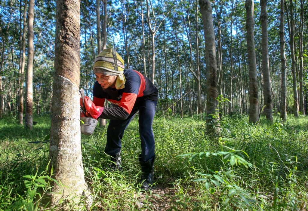 Bantuan Tanam Semula Getah Dinaikkan - TCER.MY