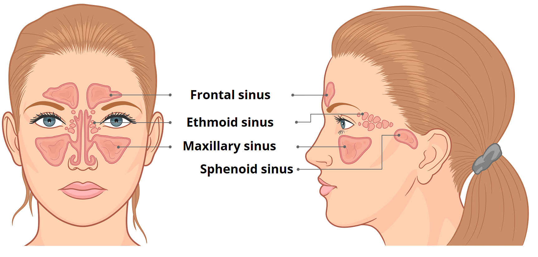 Paranasal Sinus: Fungsi, Tanda & Gejala, Diagnosis & Rawatan - TCER.MY